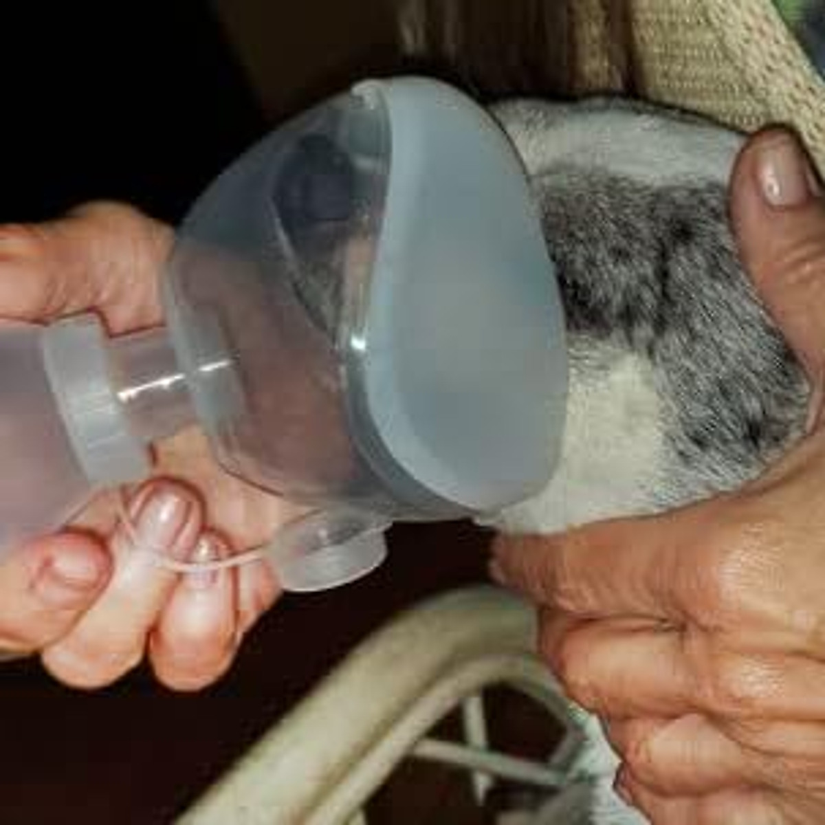 Canine Aerosol Chamber Inhaler Spacer for Cats, Dogs, Horse and Other Wildlife (Small-Cats&Puppies)