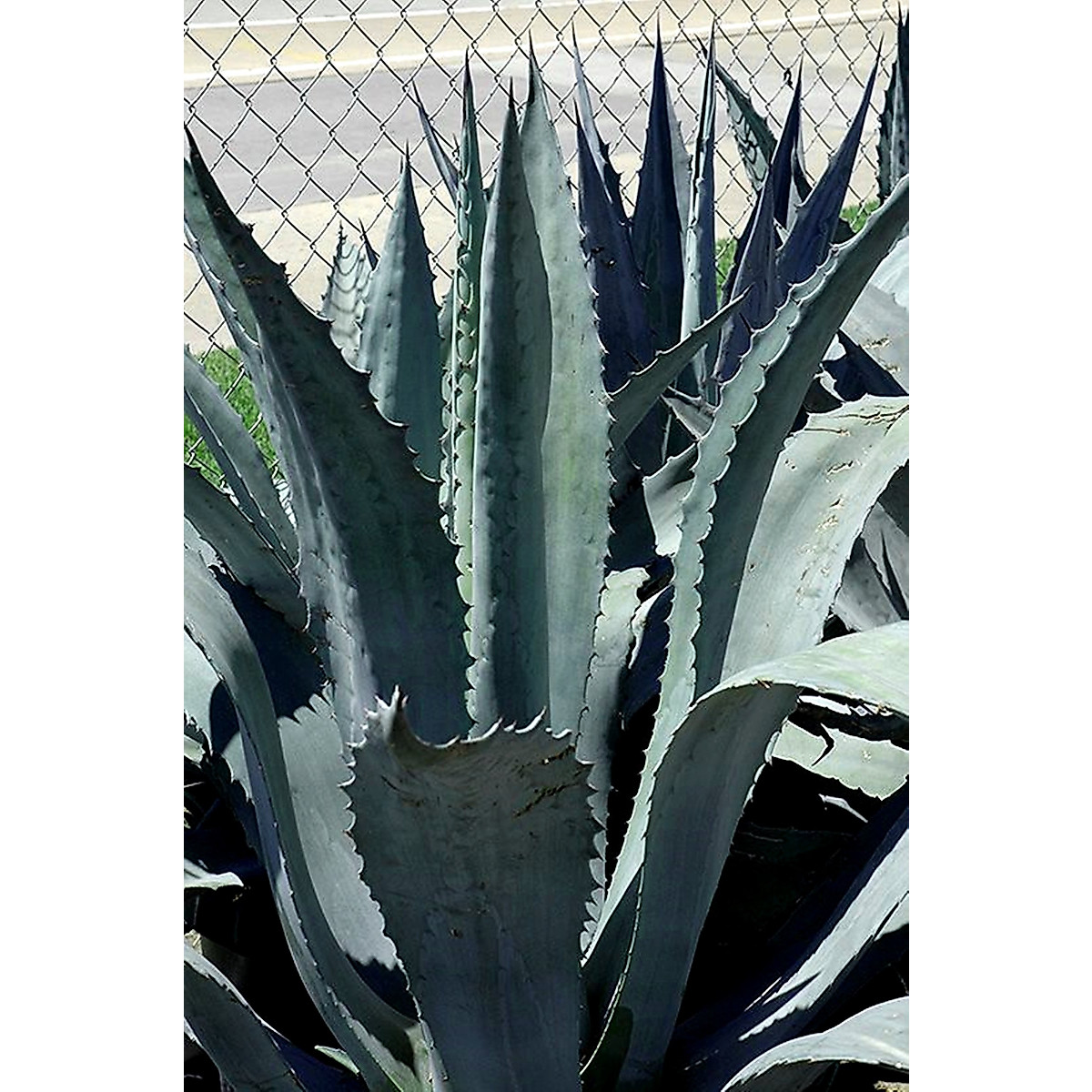 Agave Americana - Blue Agave - 2 Plants in Big Size