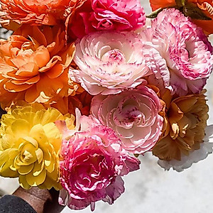 Ranunculus Bulbs - Happy Mix - 100 Bulbs - Mixed Flower Bulbs, Corm Attracts Bees, Attracts Pollinators, Easy to Grow & Maintain, Fragrant, Container Garden