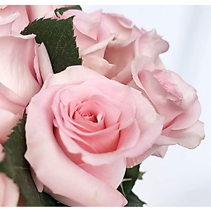 Farm Direct Fresh Pink Roses for Mother's Day | Pink Rose Flower Bouquet of 12 Fresh Roses (Dozen) + Vase Included - Roses for Delivery