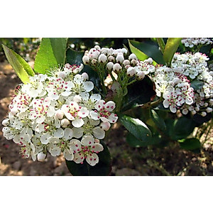 Viking Chokeberry Plant - Aronia - Shrub/Bonsai/Wine - 3.25" Pot