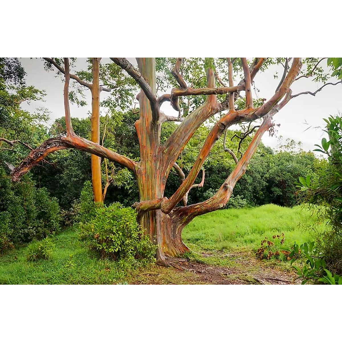 1-1000pcs Rainbow Eucalyptus Tree Seeds Indonesian Gum Mindanao Binacag Sarassa 0128 (25+ Seeds)