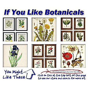 Verschaffeltia Splendida Palm Botanical Illustration - 11x14 Unframed Art Print - Makes a Great Wall Decor for Bathrooms and Bedrooms Under $15