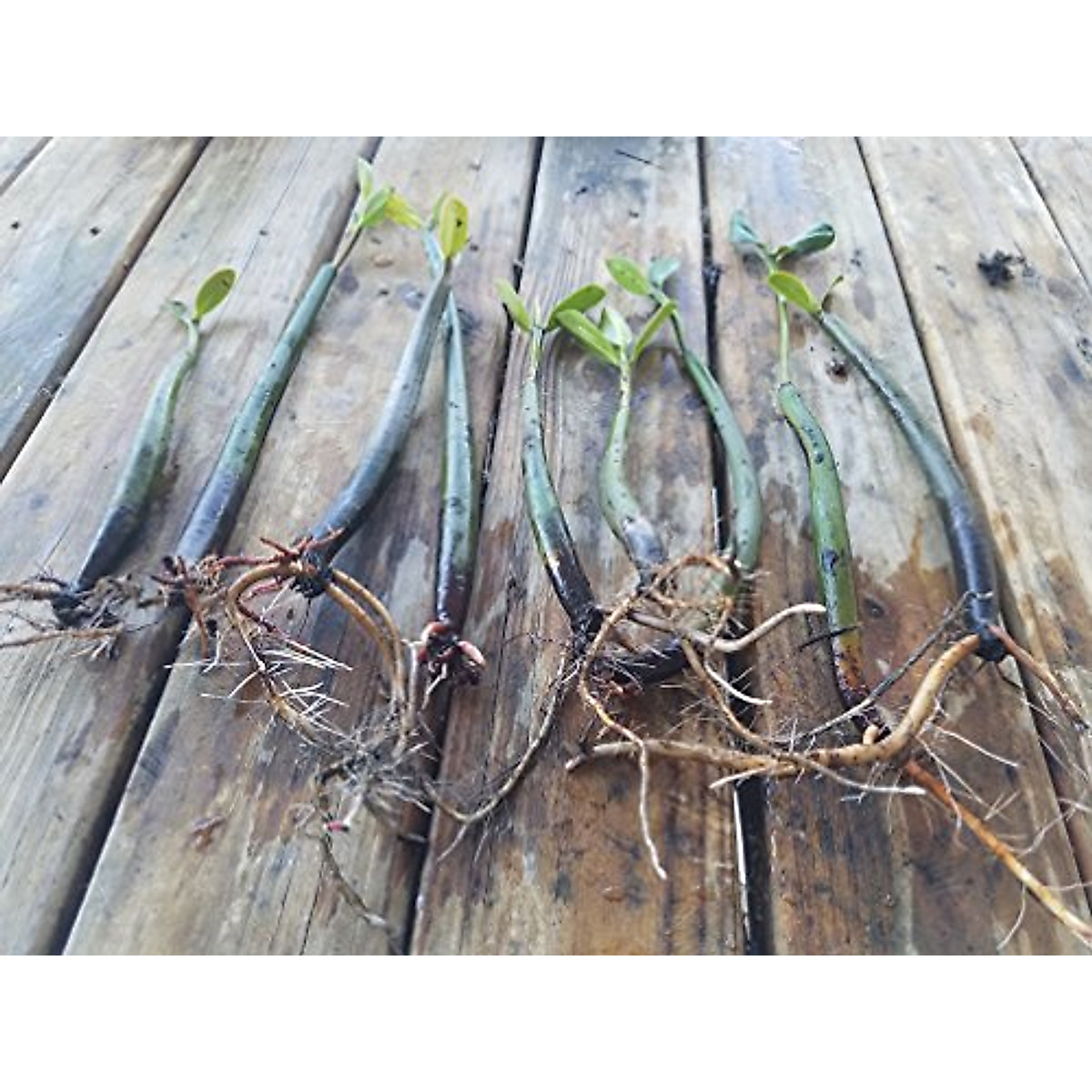 5 LIVE Mangroves - Red Mangrove Seedlings - Filtration, Aquarium, Reef, Tank, Saltwater, Aquatic, Plants