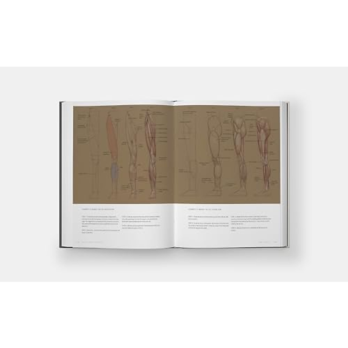 Basic Human Anatomy: An Essential Visual Guide for Artists