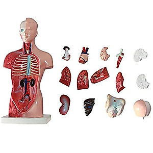 Human Torso Anatomical Skeleton 26cm Life Size Model Internal Organs Removable Health Demonstrations