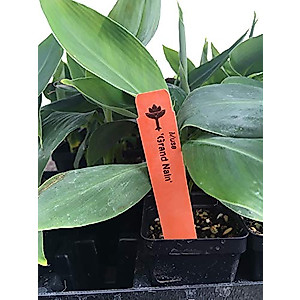 Grand Nain Chiquita Banana Tree - Live Dwarf Banana Plant