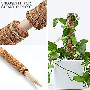 joyhalo Moss Pole- 15.7 Inch Moss Stick for Potted Plants, 4 Pcs Plant Support for Climbing Plants Monstera, Coir Totem Pole