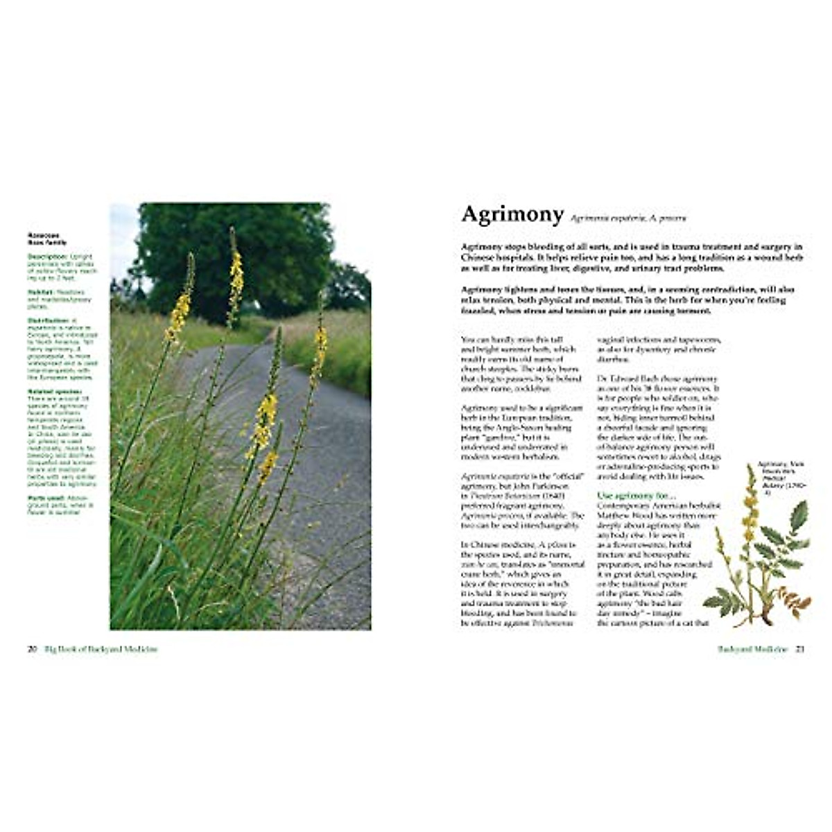 The Big Book of Backyard Medicine: The Ultimate Guide to Home-Grown Herbal Remedies