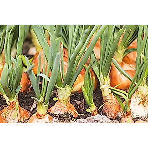 Yellow Sweet Spanish Onion Seeds for Planting, 750+ Heirloom Seeds Per Packet, (Isla's Garden Seeds), Non GMO Seeds, Botanical Name: Allium cepa, Great Home Garden Gift