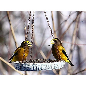 prdseed Black Oil Sunflower Seeds for Birds - Premium Bird Seed Mix, Ideal for Chickens & Wild Birds, Bird Sunflower Seed (40lbs)