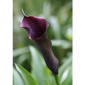 Calla Lily Mix（100+）Seeds Flowers Easy to Grow Planting for Outdoor Indoor Home Bonsai