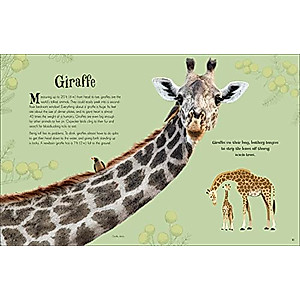 An Anthology of Intriguing Animals (DK Children's Anthologies)