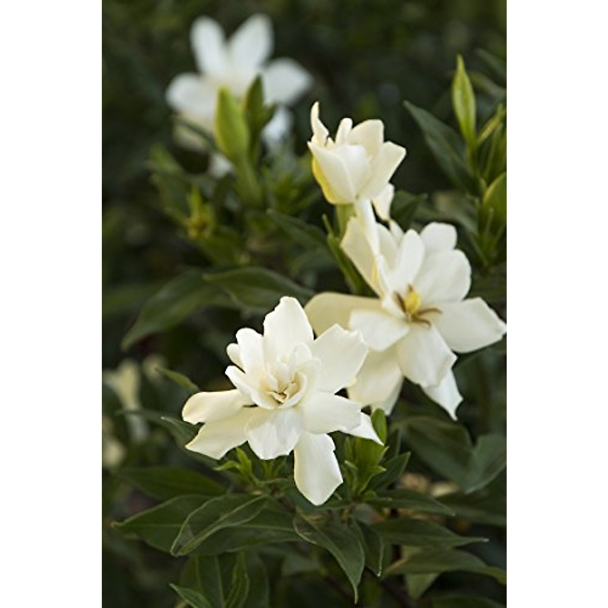 Shrub Frostproof Gardenia 2.5 Qt, White Blooms