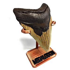 Deep Sea Fossils Exact Tooth - Genuine One-of-a-Kind Prehistoric Fossilized Megalodon Shark with a Custom 3D-Printed Stand and Glossy 8-1/2inches x 11inches Certificate of Authenticity (4.958inches)