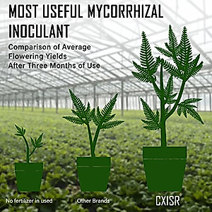 Mycorrhizal Inoculant Fungi by Mycofungi, High Performing Strains, Increases The Number of rhizomes, enhances Stress Resistance, and Increases Plant Yield (57g/2oz)