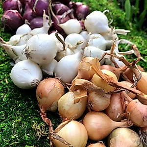 30 Mixed Onion Sets Yellow Onion Red White Onion Bulbs