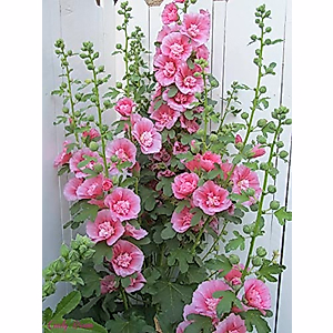 Summer Carnival Hollyhocks Seeds Alcea Rosea Rose Holly Garden Flower 50+