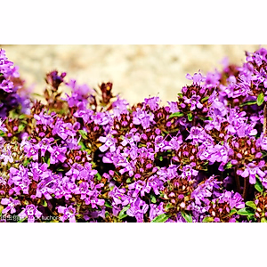 Mix Creeping Thyme Seeds for Planting Ground Cover Plants, Heirloom Non-GMO Thyme, 5 Colors- Individual packag, Easy to Plant and Grow, 1000+