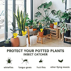 Fruit Fly Traps Fungus Gnat Traps Yellow Sticky Indoor Outdoor Use Protect The Plant