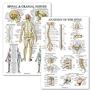 2 Pack: Spinal and Cranial Nerves + Anatomy of the Spine Poster Set - Set of 2 Anatomical Charts - Laminated - 18" x 24"