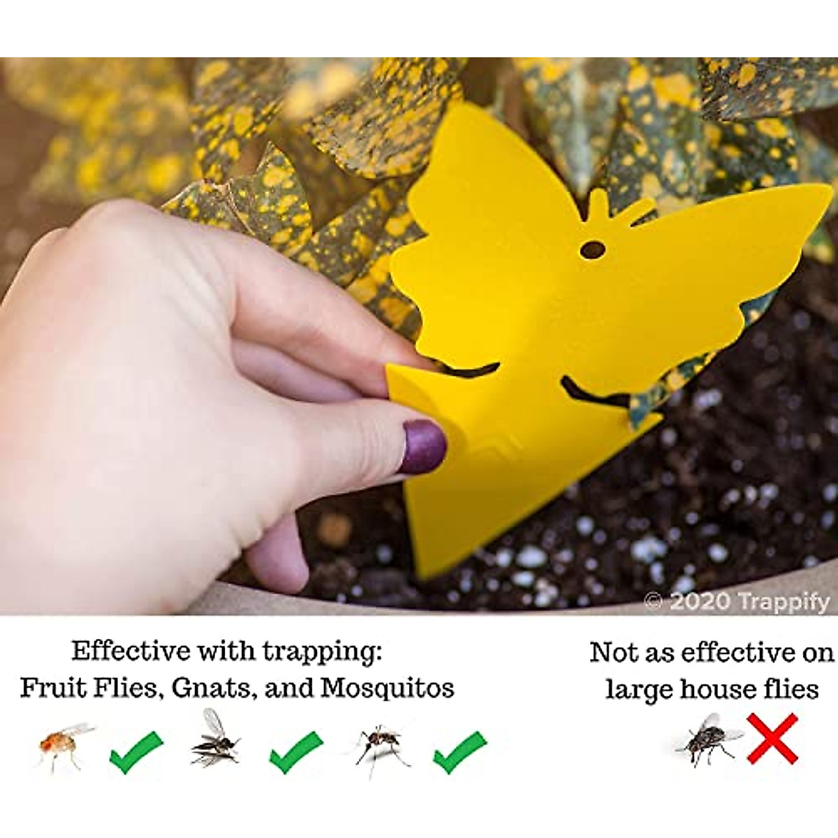 Trappify Sticky Gnat Traps for House Indoor - Yellow Fruit Fly Traps for Indoors/Outdoor Plant - Insect Catcher White Flies, Mosquitos, Fungus Gnat Trap, Flying Insects - Disposable Glue Trapper (12)