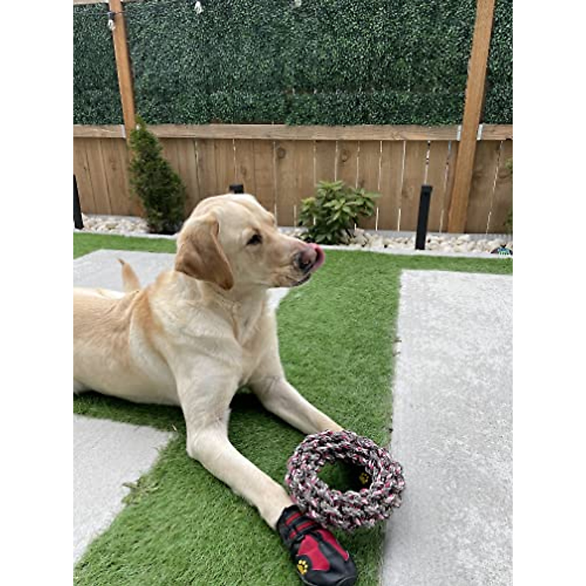 Monmoto Colorful Christmas Rope Toy for Dogs, Cotton Rope Toy, Tug Toy, Dental Chew Rope, Interactive Toy, Multi Braided Ring Rope Toy for Medium, Large, X-Large Dogs (Ring Toy)