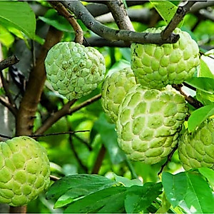 Annona Squamosa Sugar Apple Tree Live Plant - Asian Sugar Apple Fruit 9-14 Inc Height (Mãng Cầu Dai)