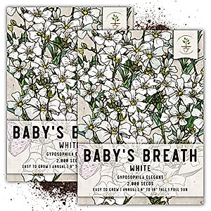 Seed Needs, White Baby's Breath Seeds - 2,000 Heirloom Seeds for Planting Gyposophila elegans (2 Packs)