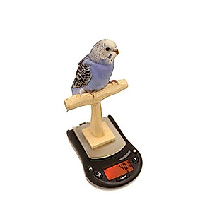 Mini NU Perch Parakeet Training Scale - Small Parrots & Parakeets