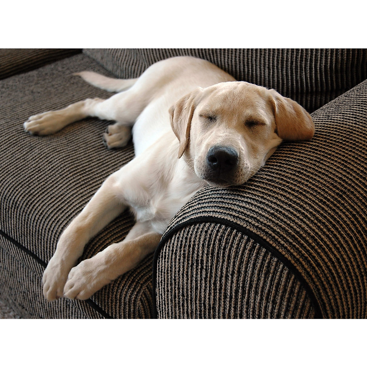 Pet Acoustics Canine Calm Music