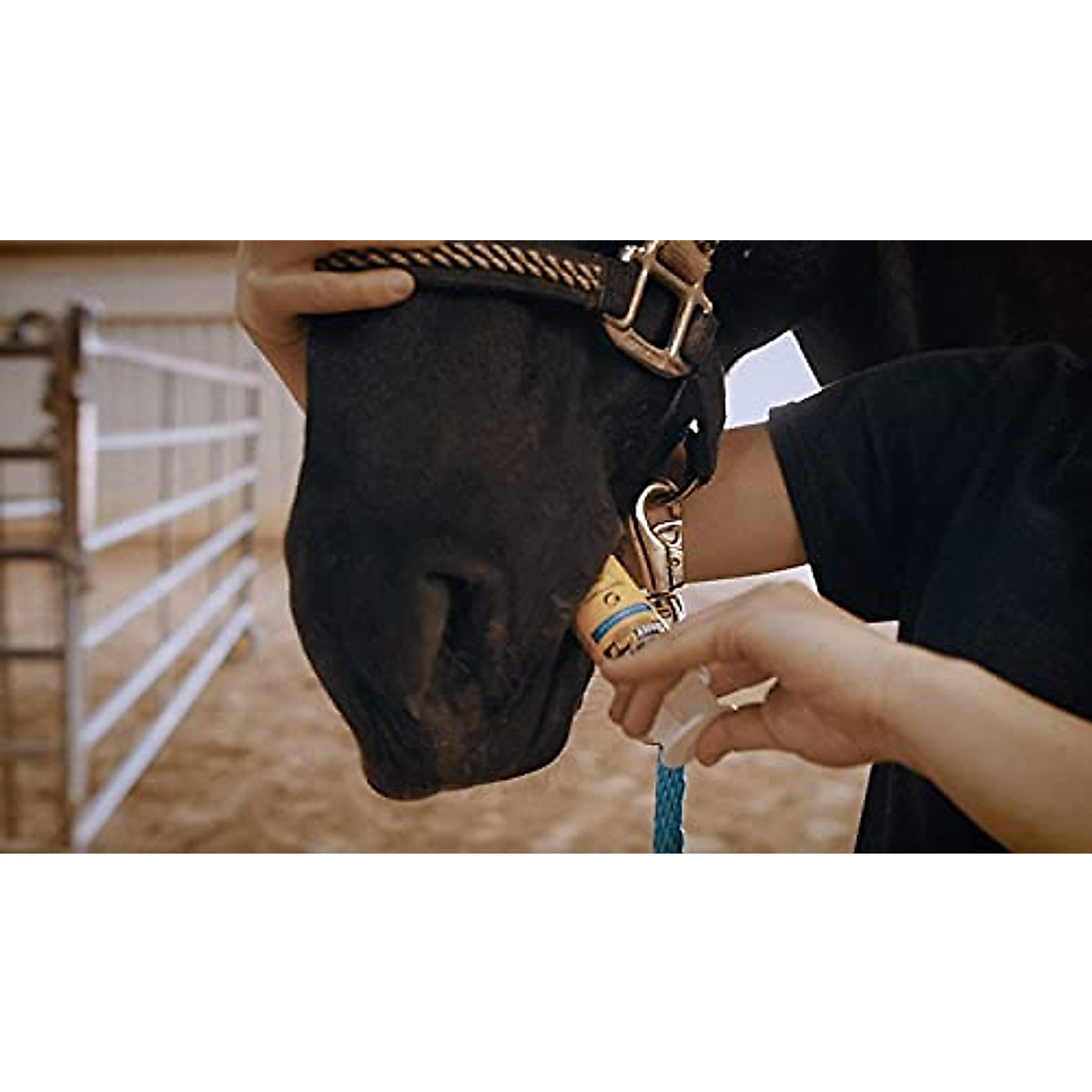 REDMOND Daily Gold Syringe Natural Healing Clay for Gastric Ulcers in Horses (Stress Relief Pre-Race Paste) (Single Pack)