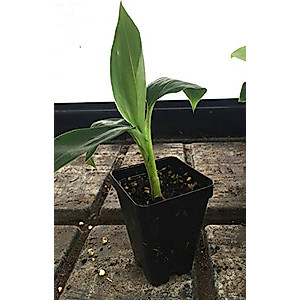 Grand Nain Chiquita Banana Tree - Live Dwarf Banana Plant
