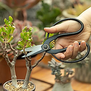 VISEMAN Japanese Bonsai Pruning Scissors-KinTakashi Gardening Shears for Bonsai Trimming
