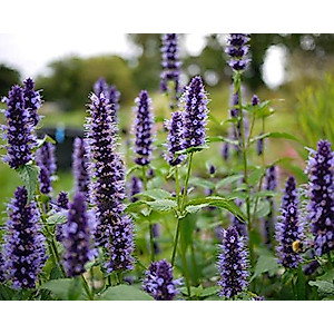 "Purple Giant" Hyssop Seeds for Planting, Fragrant Herb, 250+ Seeds Per Packet, (Isla's Garden Seeds), Non GMO & Heirloom Seeds, Botanical Name: Agastache Rugosa, Great Home Garden Gift