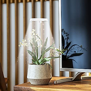 GYTF Halo Plant Grow Light, 6000K White LED Full Spectrum Growing Lamp for Indoor Plants, Succulents, Mini Bonsai, Small Plants, Height Adjustable, Dimmable & Timer 4/8/12/18Hrs
