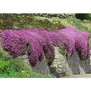 2000+ Creeping Thyme Seeds for Planting Thymus Serpyllum - Heirloom Ground Cover Plants Easy to Plant and Grow - Open Pollinated