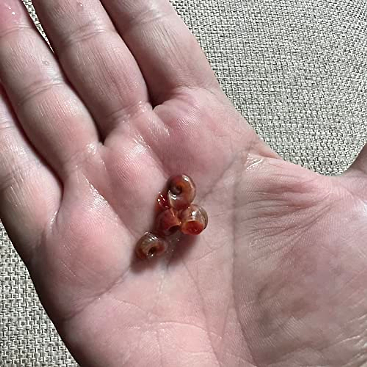 10 Live Ramshorn Snails by Dylfinds for Freshwater Aquarium/Pond Colony Start Clean-up Crew Planorbella Duryi (Bubblegum Pink)