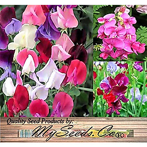 Big Pack - Sweet Pea Sweetpea Flower Seed (400+) Lathyrus odoratus Flower Seeds - Heirloom Mix Very Fragrant Blooms - Red Salmon Pink Lavender - Non-GMO Flower Seeds By MySeeds.Co (Big Pack Sweet Pea)