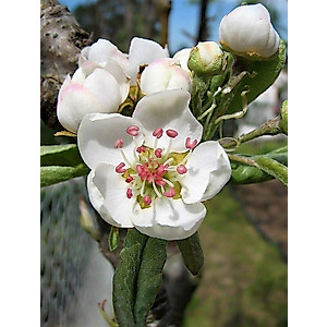European Pear Tree Pyrus Communis Fruit Seeds - White Flowers / Green Fruit rasa1ca (25 Seeds)