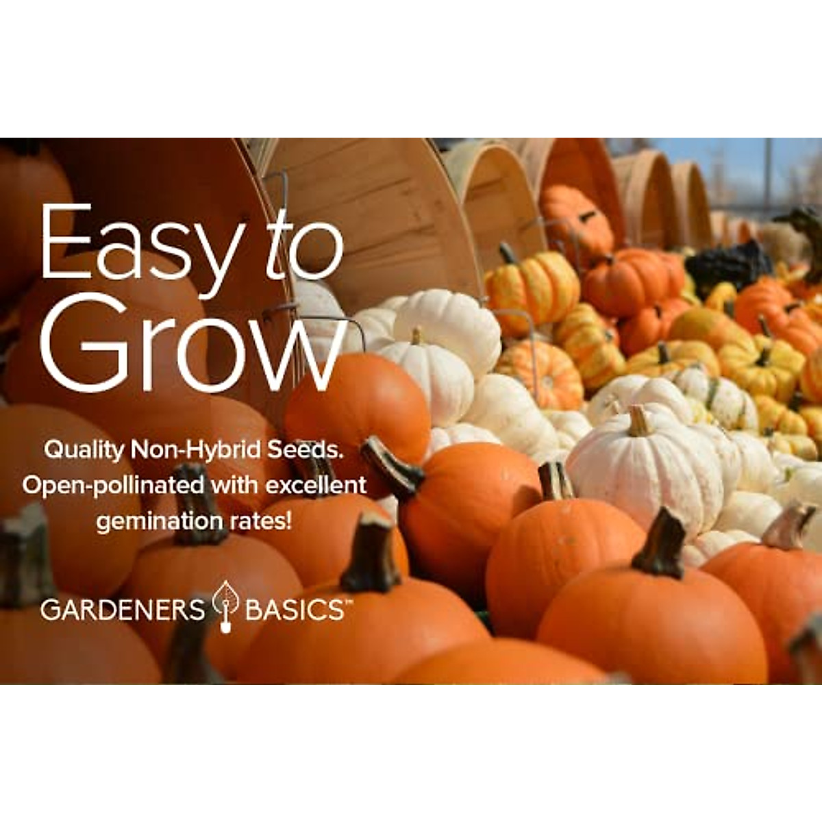 Pumpkin Seeds to Plant - 5 Variety Baby Boo, Giant Big Max, Jack Be Little, Jack O Lantern, Sugar Pie, Great for Pumpkin Seed for Summer, Fall, Pumpkin Seeds for Planting by Gardeners Basics