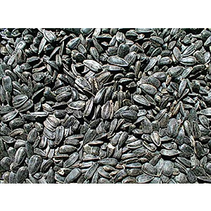 Homestead Harvest Ernst Grain Black Oil Sunflowers, Non-GMO (40 lb)