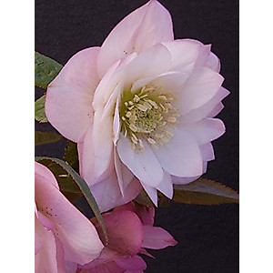Perennial Farm Marketplace Helleborus x W.J. 'Cotton Candy' (Lenten Rose) Perennial, 1 Quart, Pink Flowers