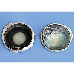 Mammalian Eye Dissection BioKit