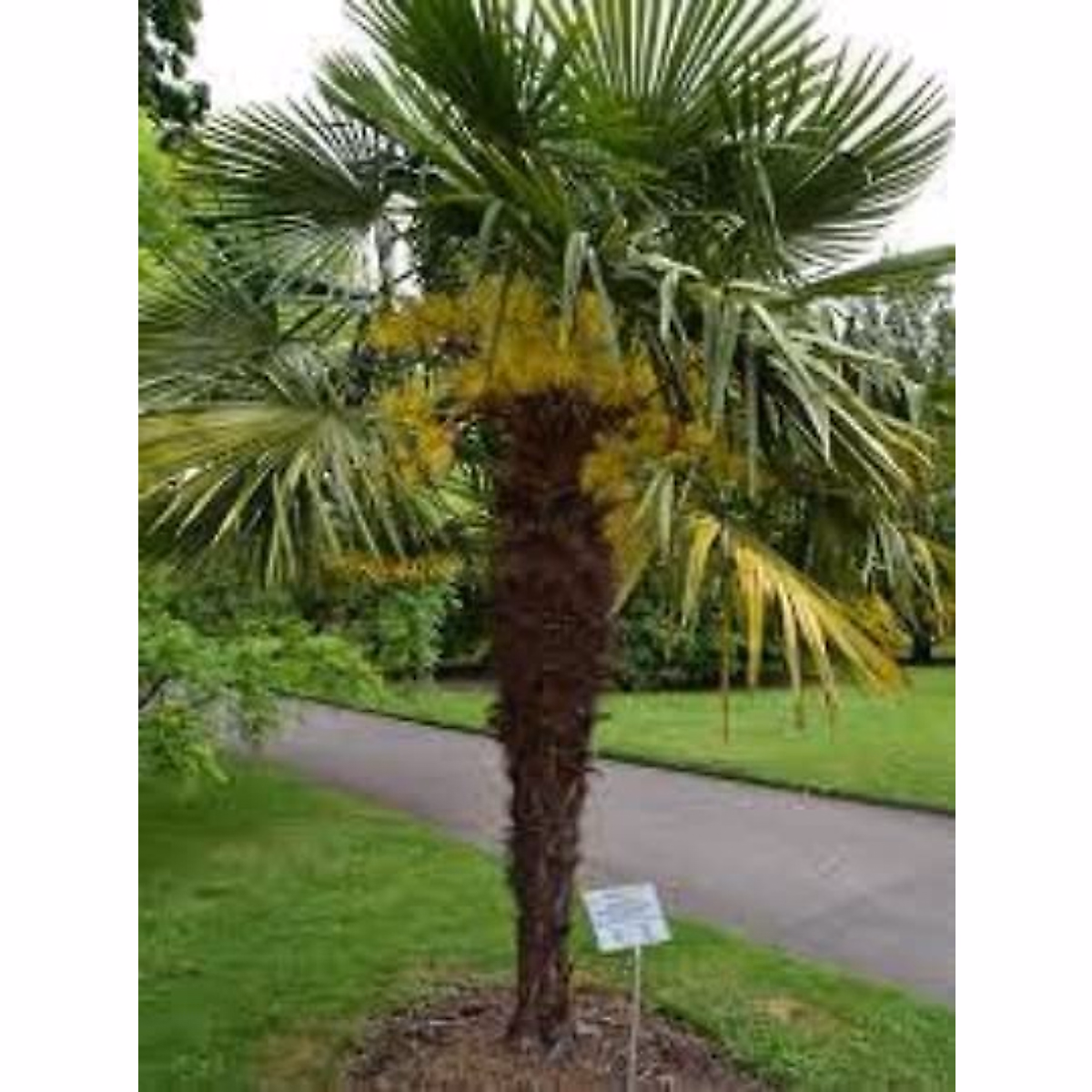 Windmill Palm Plant in a 4" -Trachycarpus fortunei-Cold Hardy to Zone 7!!
