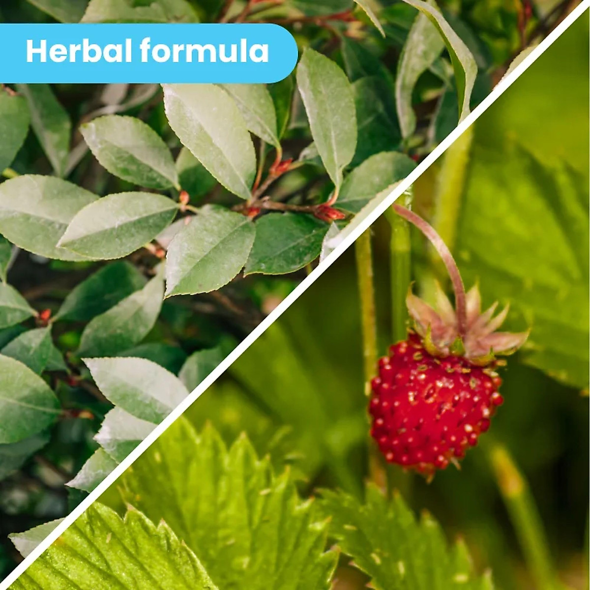 Pawtitas Nose Balm for Dogs for Moisturizers Dry, Chapped, Cracked, and Crusty Dog Noses Providing a Layer of Protection on Your Dog Snout Manufactured with Certified Organic Ingredients 0.15 OZ