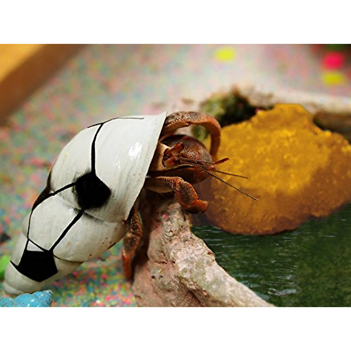 Constantia Pets Hermit Crab Real Sea Sponges - 5 Pack Unbleached, Provides Nutrients, Safer Drinking and Helps Maintain Habitat Tank Humidity