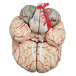 Vision Scientific VAB443 Life Size Human Brain with Arteries - 9 Parts | Shows Frontal, Parietal, Temporal & Occipital Lobes | Half of Brain Stem, Half of Cerebellum, Brain Arteries | Product Manual