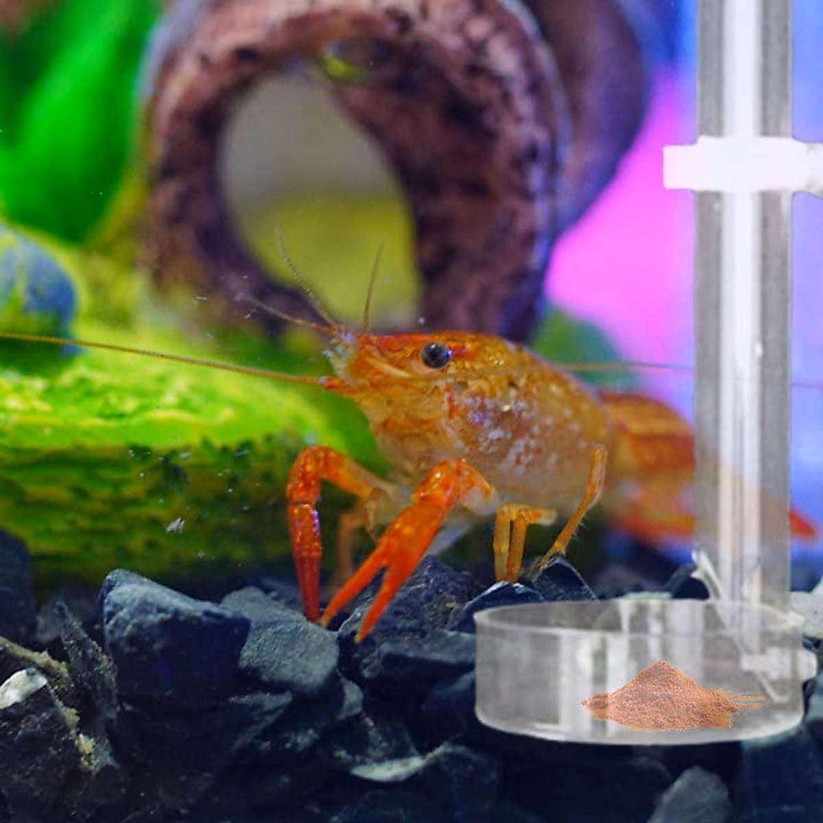 4Pcs Shrimp Feeding Tube and Dish, 2 Acrylic Shrimp Feeder Tube 2 Aquarium Shrimp Feeding Dish Clear Crystal Glass Shrimp Feeder Tube Tray with Suction Cup Fish Tank Feeding Supplies (Small)