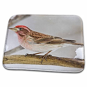 3dRose Colorado, Frisco. Cassins Finch Bird - US06 BJA0080 -... - Bathroom Bath Rug Mats (rug-88840-1)